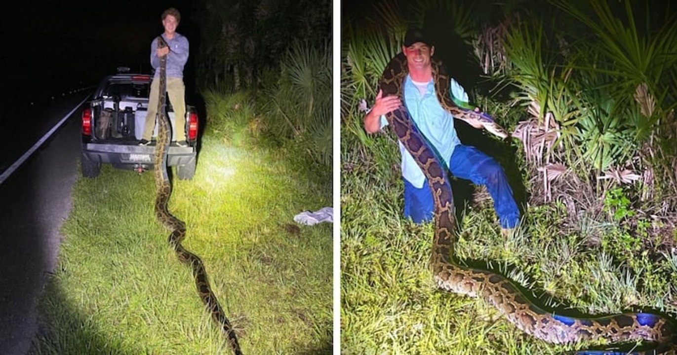 Vidéo : un chasseur de serpent capture un python birman gigantesque ...