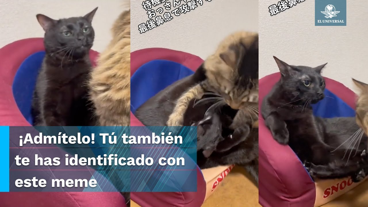 Esta es la historia del gato negro "disociado" que se hizo viral en ...