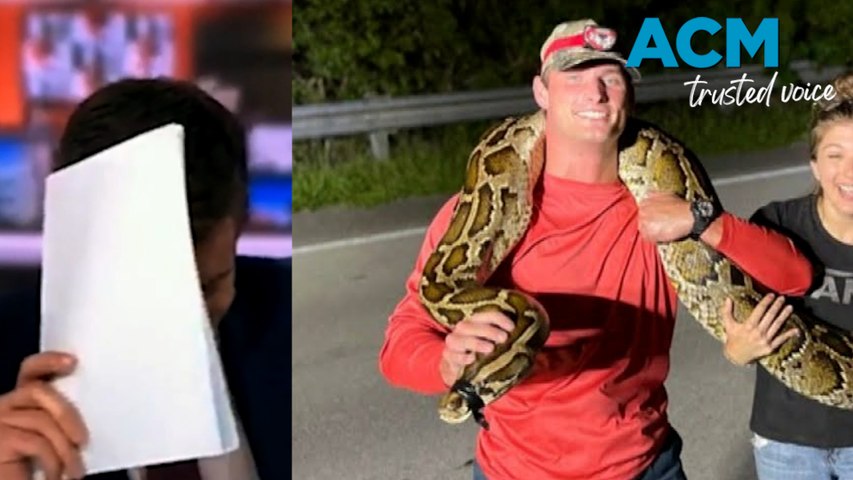 News anchor's on-air gaffe about record-breaking Python goes viral ...