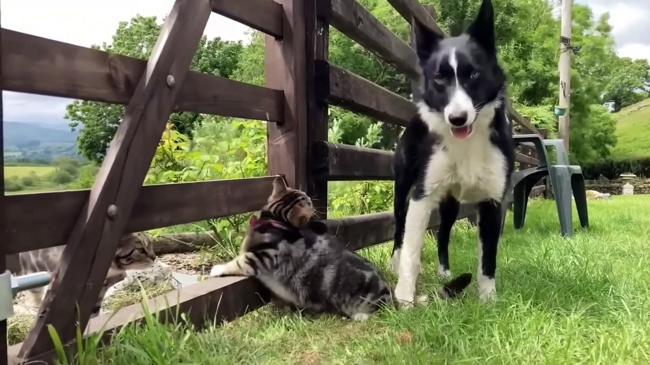 Hilarious Animal Fails: Laugh Out Loud with Adorable Mishaps! - video ...