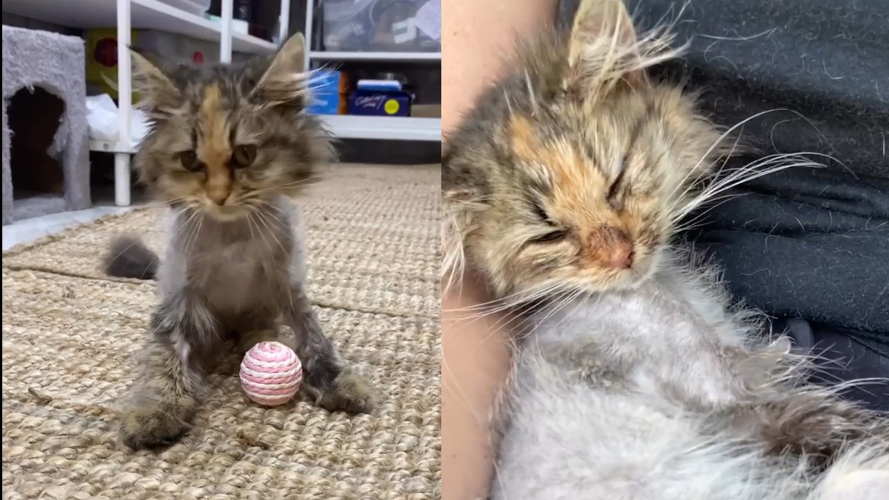 DUMPED Kitten Rescued and Recovers! - video Dailymotion