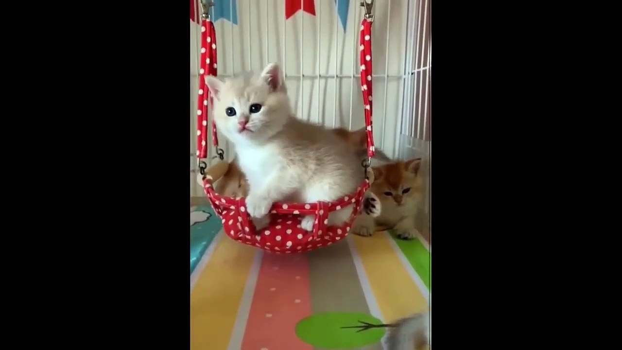 Çok sevimli yavru kedi videoları #14 -happy animals -komik yavru ...