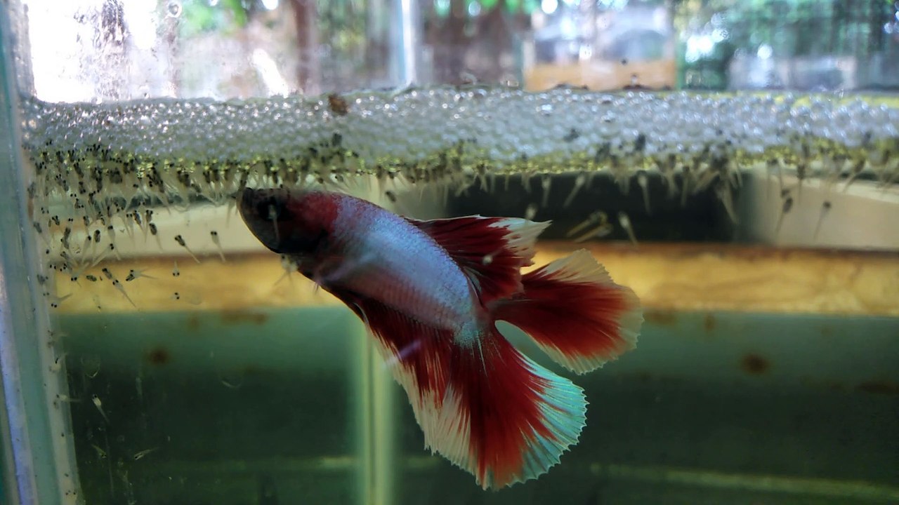 3 Days Old Betta Fish Fry - video Dailymotion
