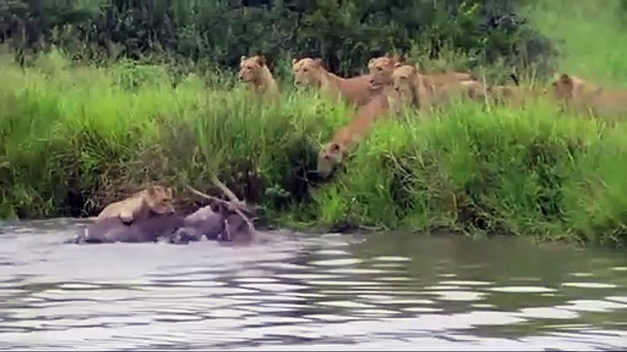 Animals attack - Lions attack elephant - Lions attack hyenas! Deadly ...