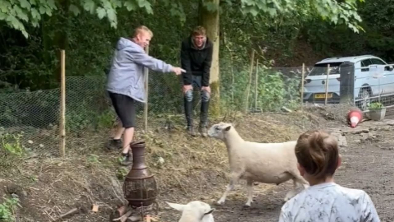 Grumpy sheep makes it a mission to keep knocking down the man trying to ...