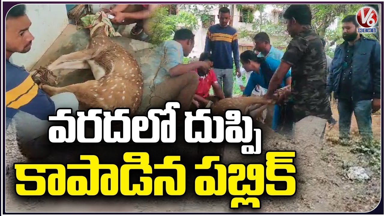 Moose [ Duppi] Washed Away In Flood , Villagers Saved Deer From Dog ...