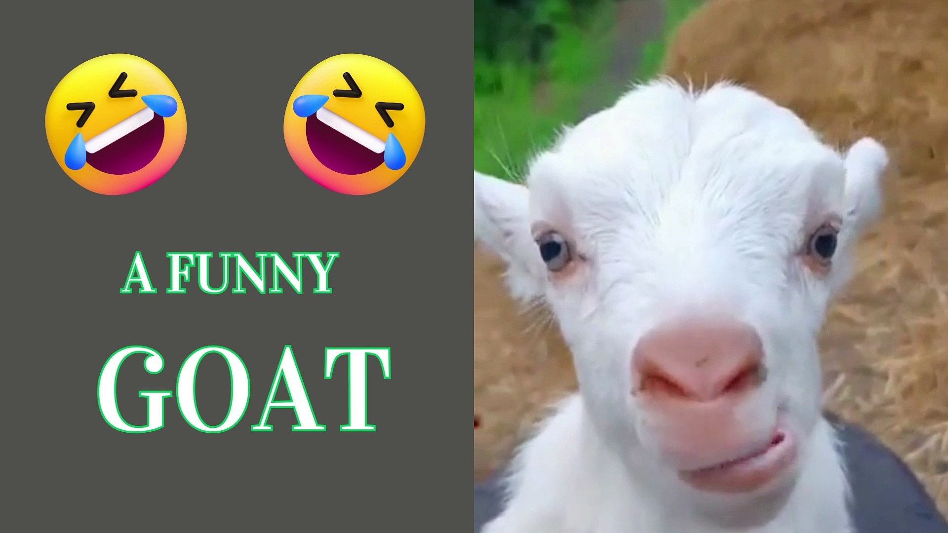 Funny Goat Meme