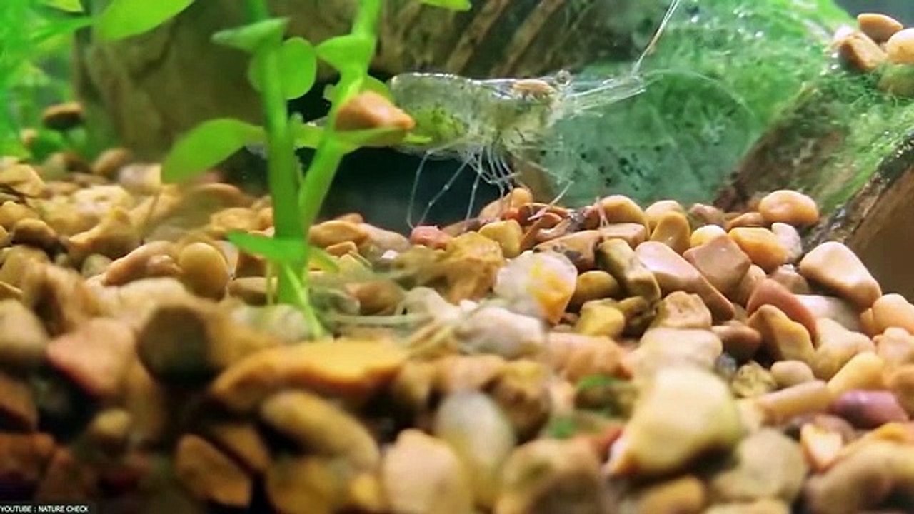 10 Most Beautiful Transparent Creatures in the World - video Dailymotion