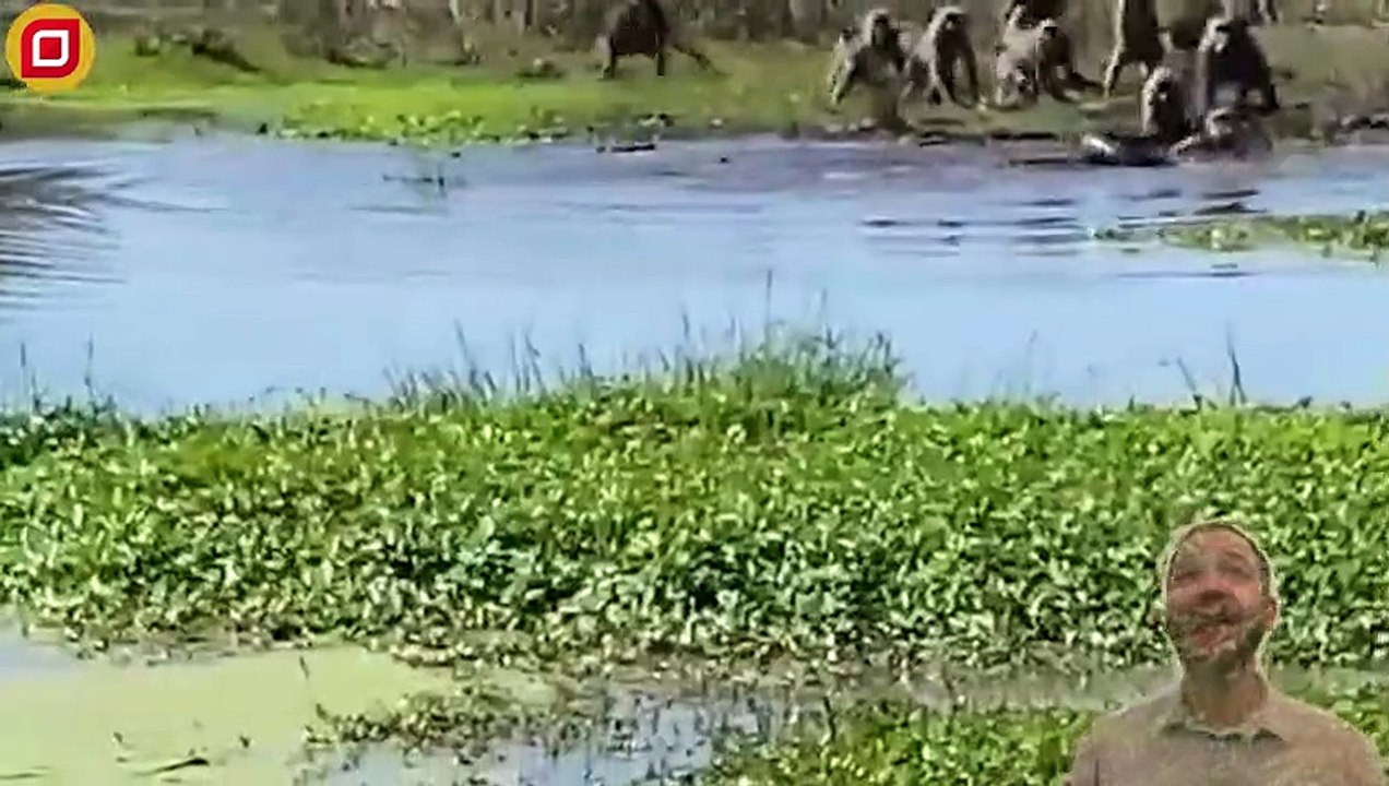 30 Brutal Moments Baboons Injured When Confronting Crocodile, Lion, and ...