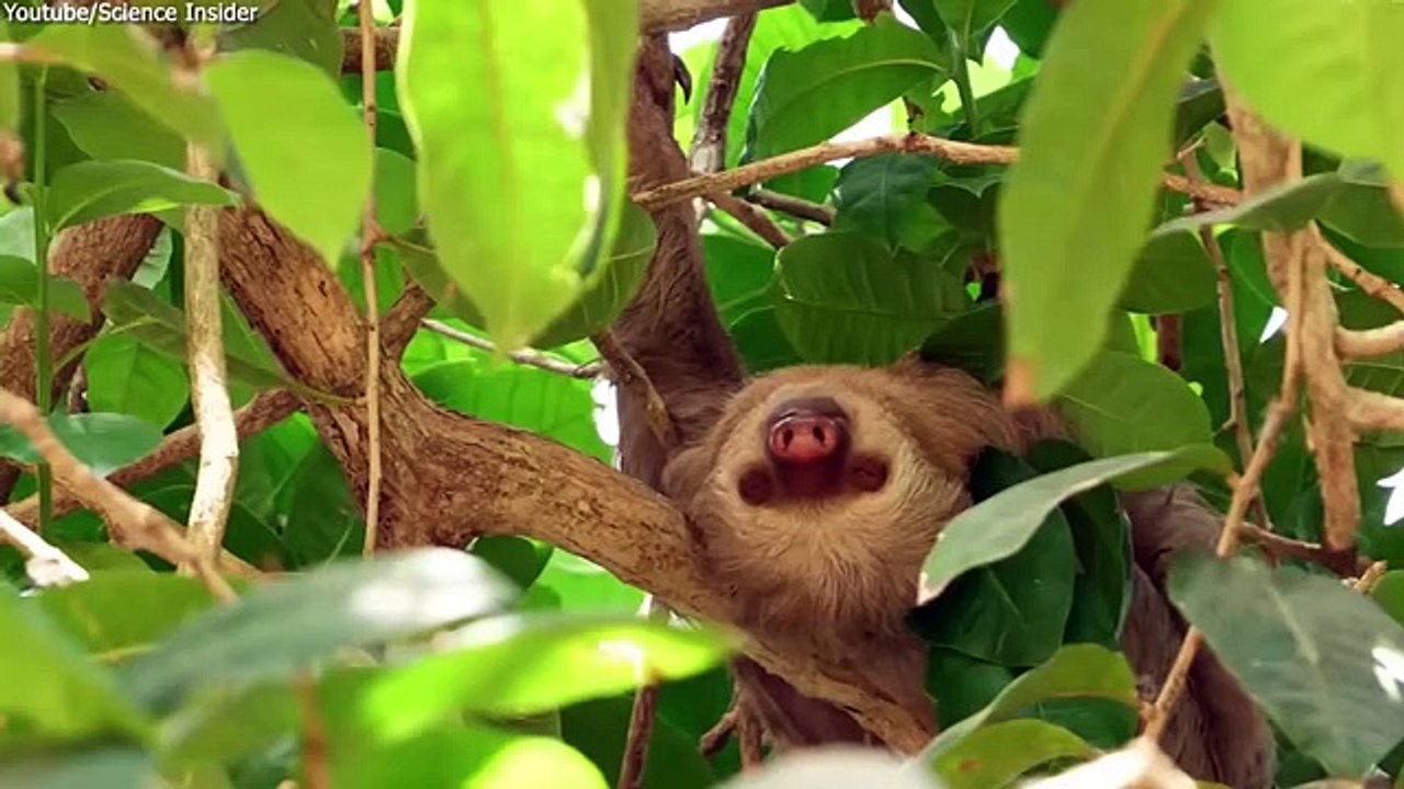 10 Most Peaceful and Friendliest Animals in the World - video Dailymotion