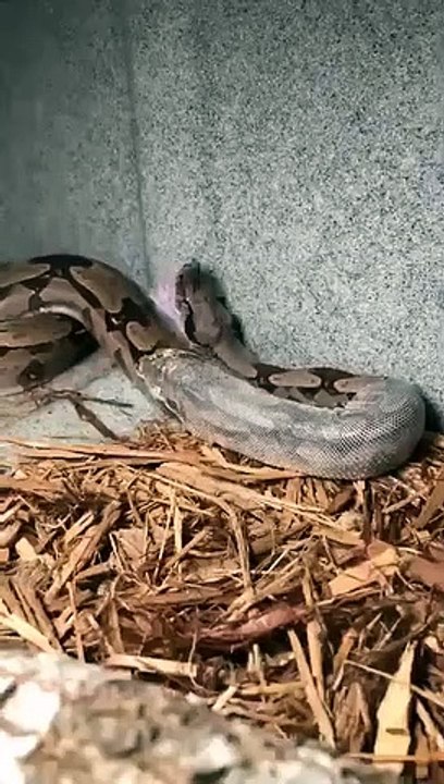 Il filme la mue de son python géant... magnifique - Vidéo Dailymotion