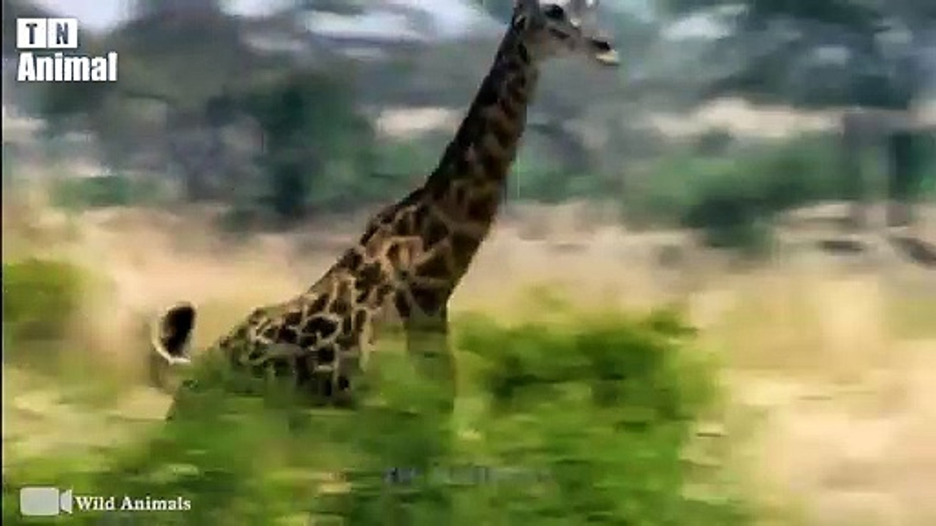 Giraffes Fighting Gif