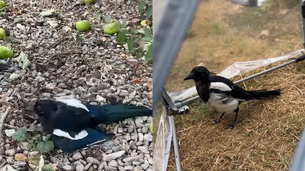 Ever Seen A DRUNK MAGPIE? - video Dailymotion