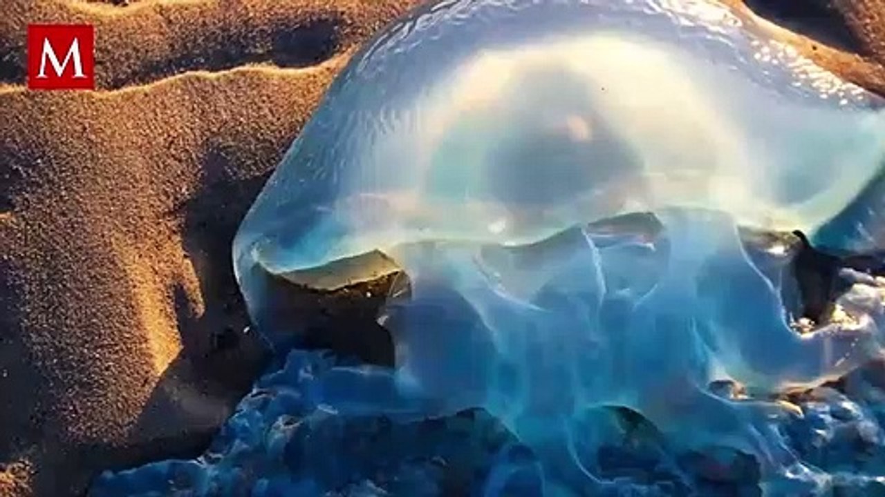 Encuentran medusa ‘alien’ en costas de España; así es como luce - Vídeo ...