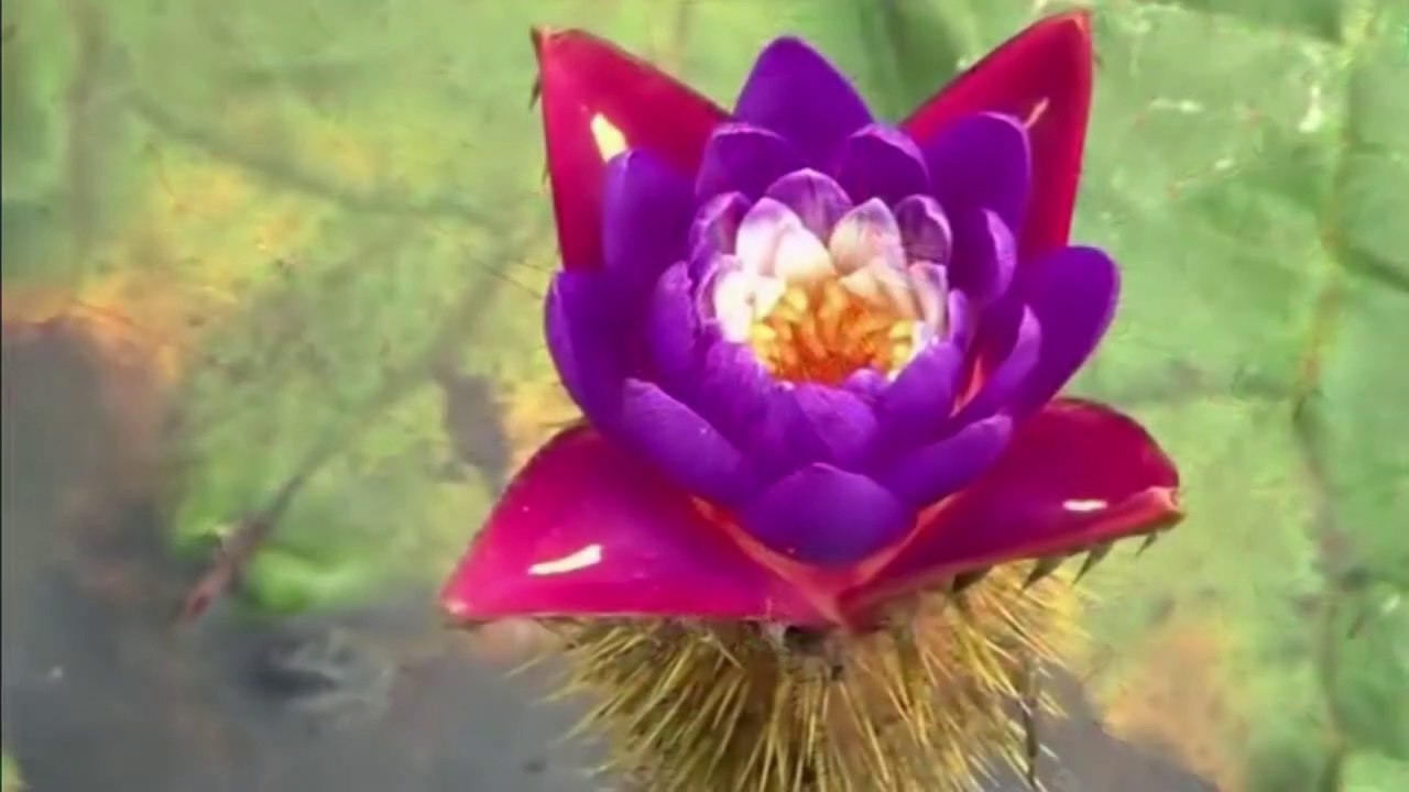 Makhana Kaise Banta hai | Makhana Making Process | Fox Nut Farming ...