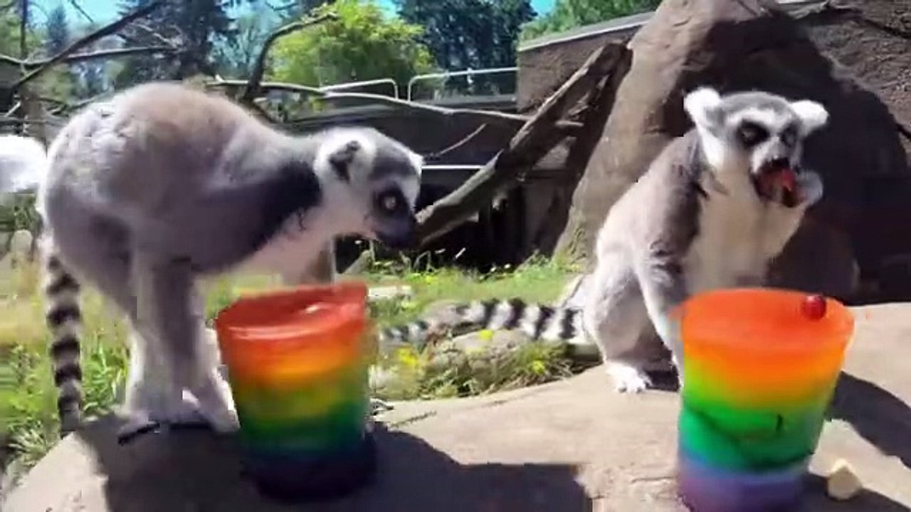 Here Is Why Cats Are Afraid Of Mantises - video Dailymotion