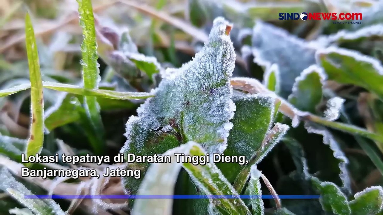 Suhu Minus 7 Derajat Celcius di Dieng, Tanaman Rusak Tertutup Embun ...