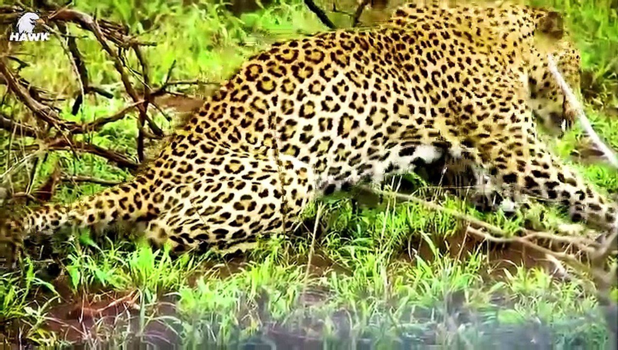 30 Moments When A Gorilla Struggles Against The Powerful Grip Of A ...