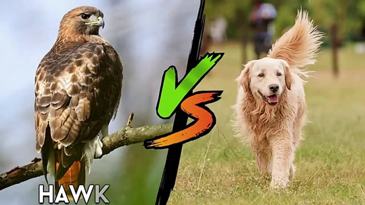 35 Most Epic Bird Battles Recorded On Camera! - video Dailymotion