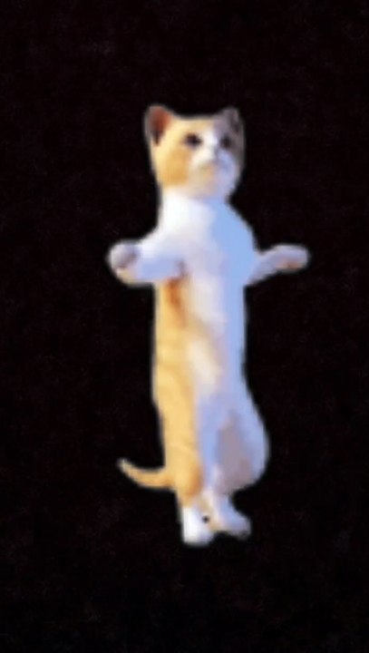 Cat dance - video Dailymotion