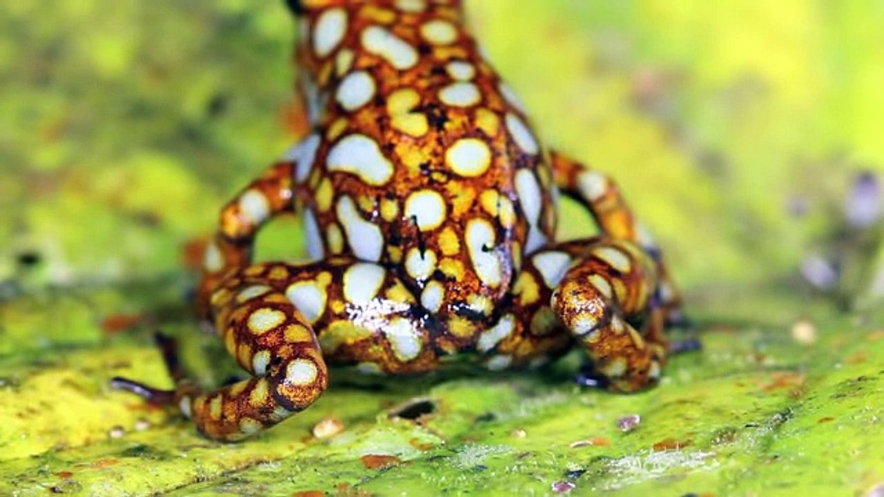 20 Weirdest Baby Animals in the World - video Dailymotion