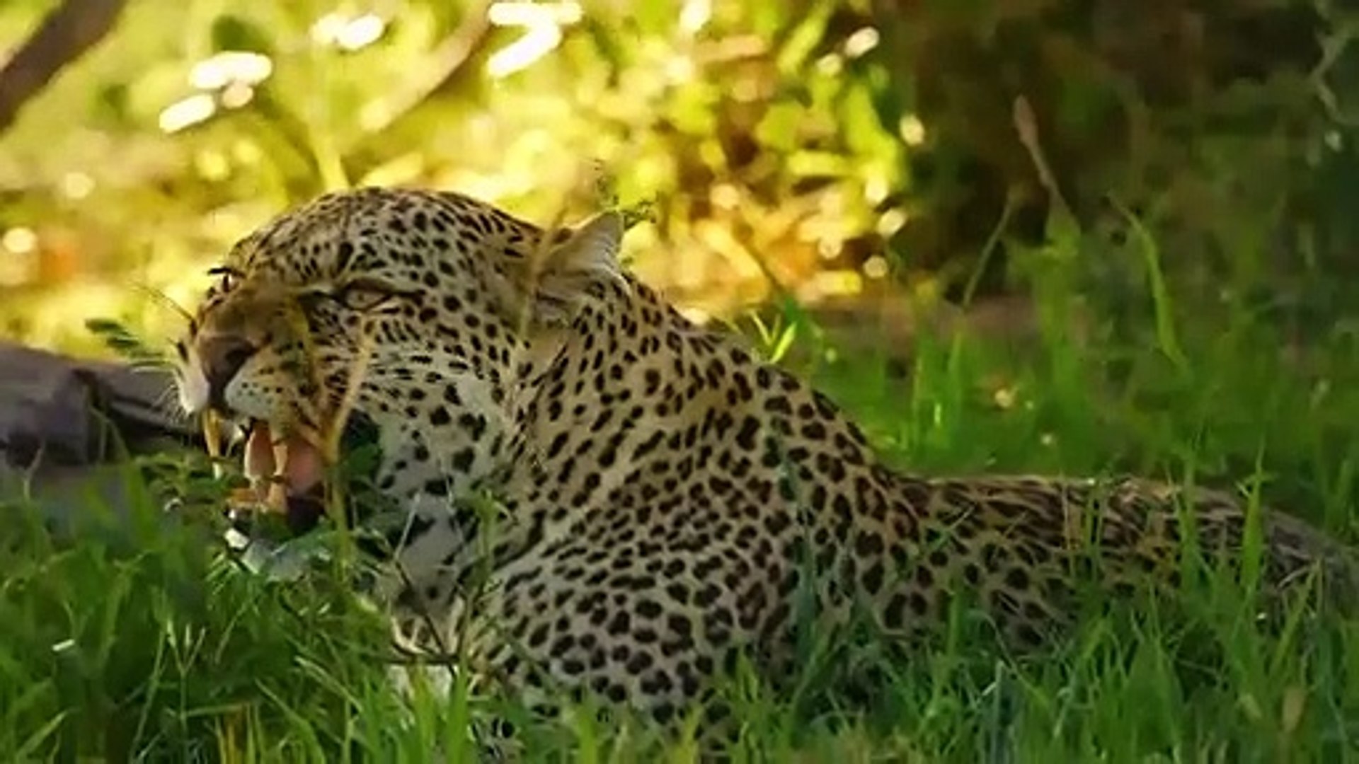 Wild Boar Attack Leopard