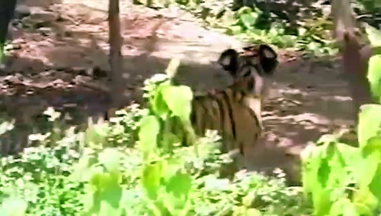Tigers Make Mistakes When Hunting, Monkeys Constantly Throw Stones At ...