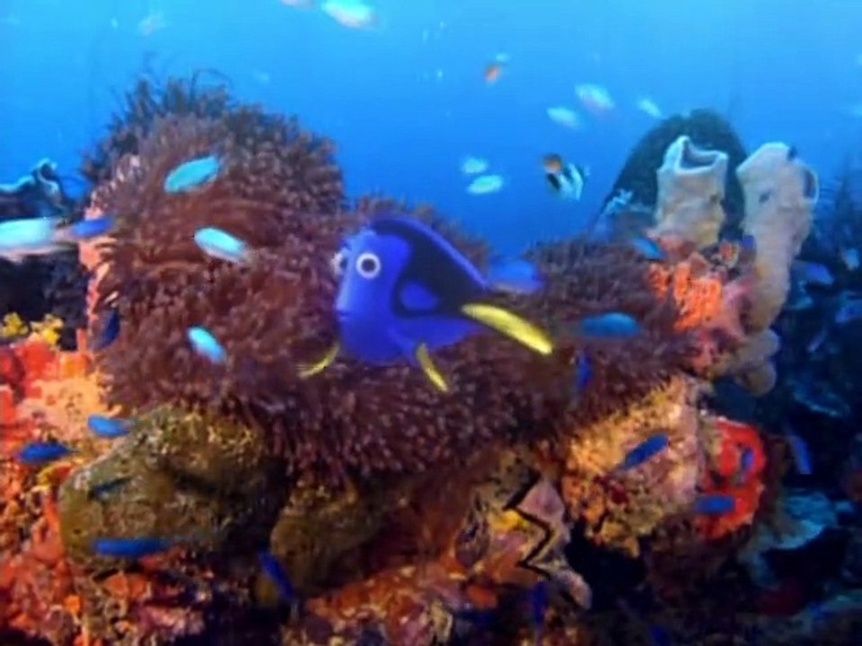 Exploring the Reef | movie | 2003 | Official Clip - video Dailymotion