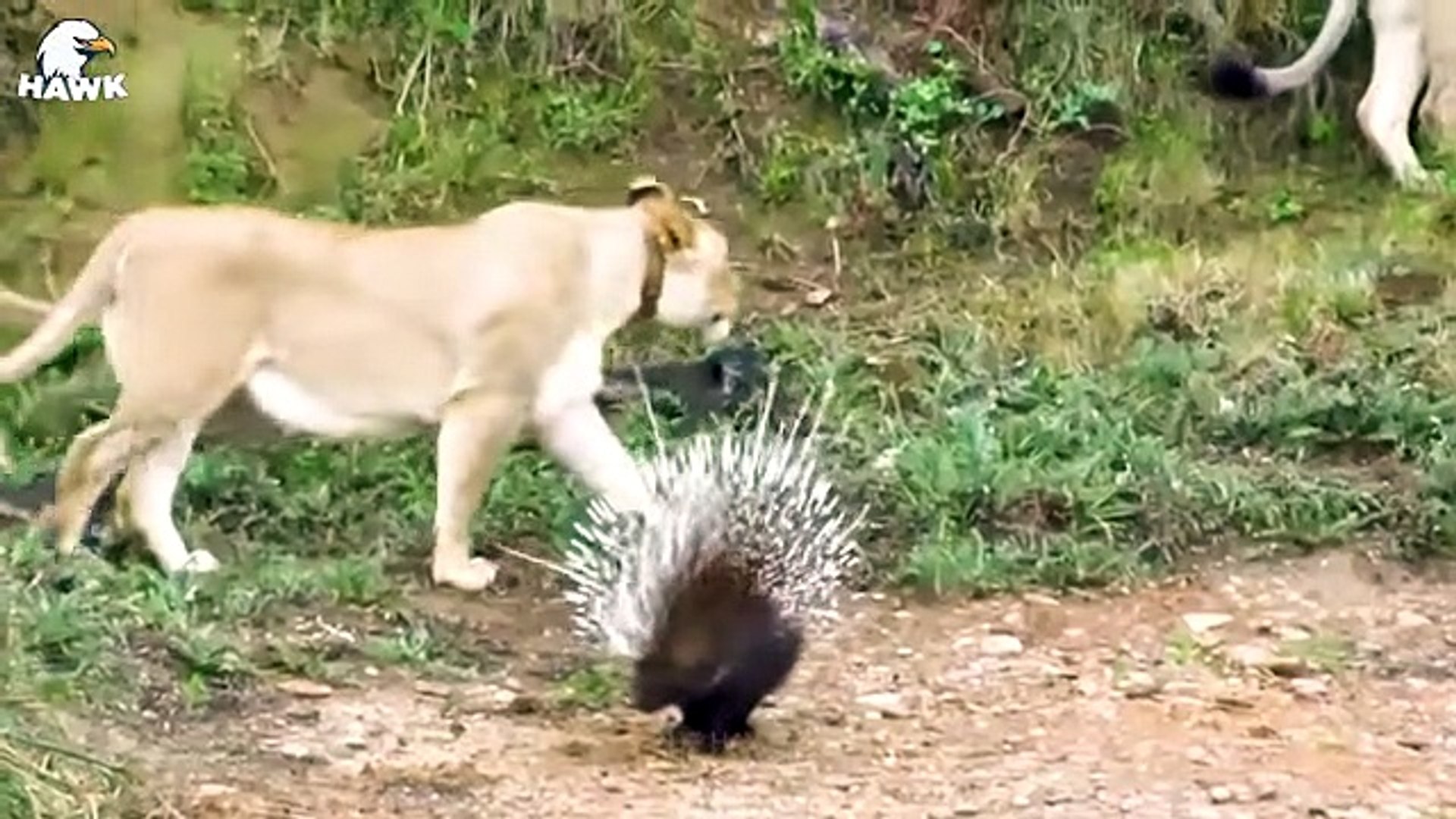 Porcupine Vs Lion