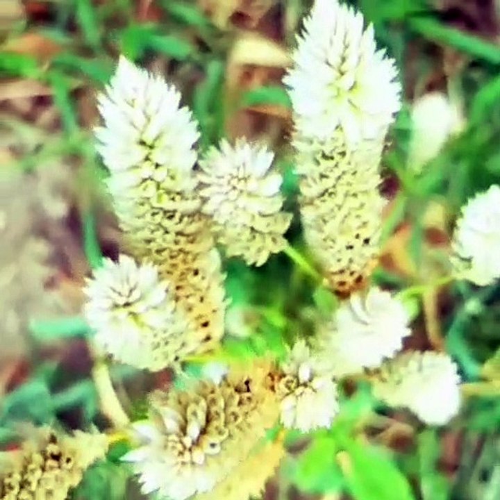 Beautiful flower - video Dailymotion