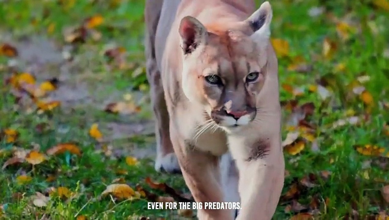 Giant Anaconda Vs Puma Deadly Fight, Who Will Win - video Dailymotion