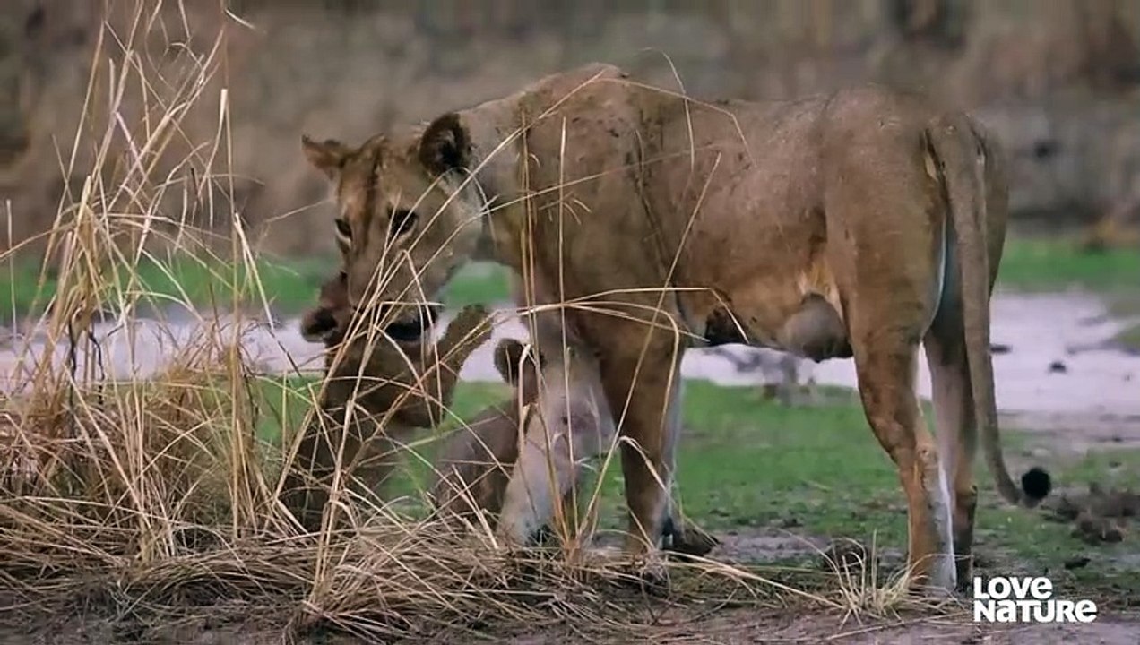 Lost Lion Cub “Spotty” Is on His Own Part 1 - video Dailymotion