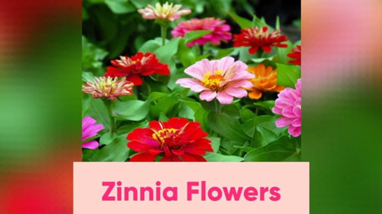 Top10__Summer_Flowering_Plant_Which_You_Can_Grow_Seeds_%D9%85%D9%88%D8 ...