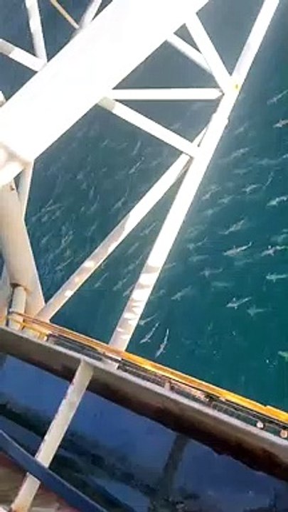 Sizeable Shiver of Sharks Spotted From an Oil Rig - video Dailymotion