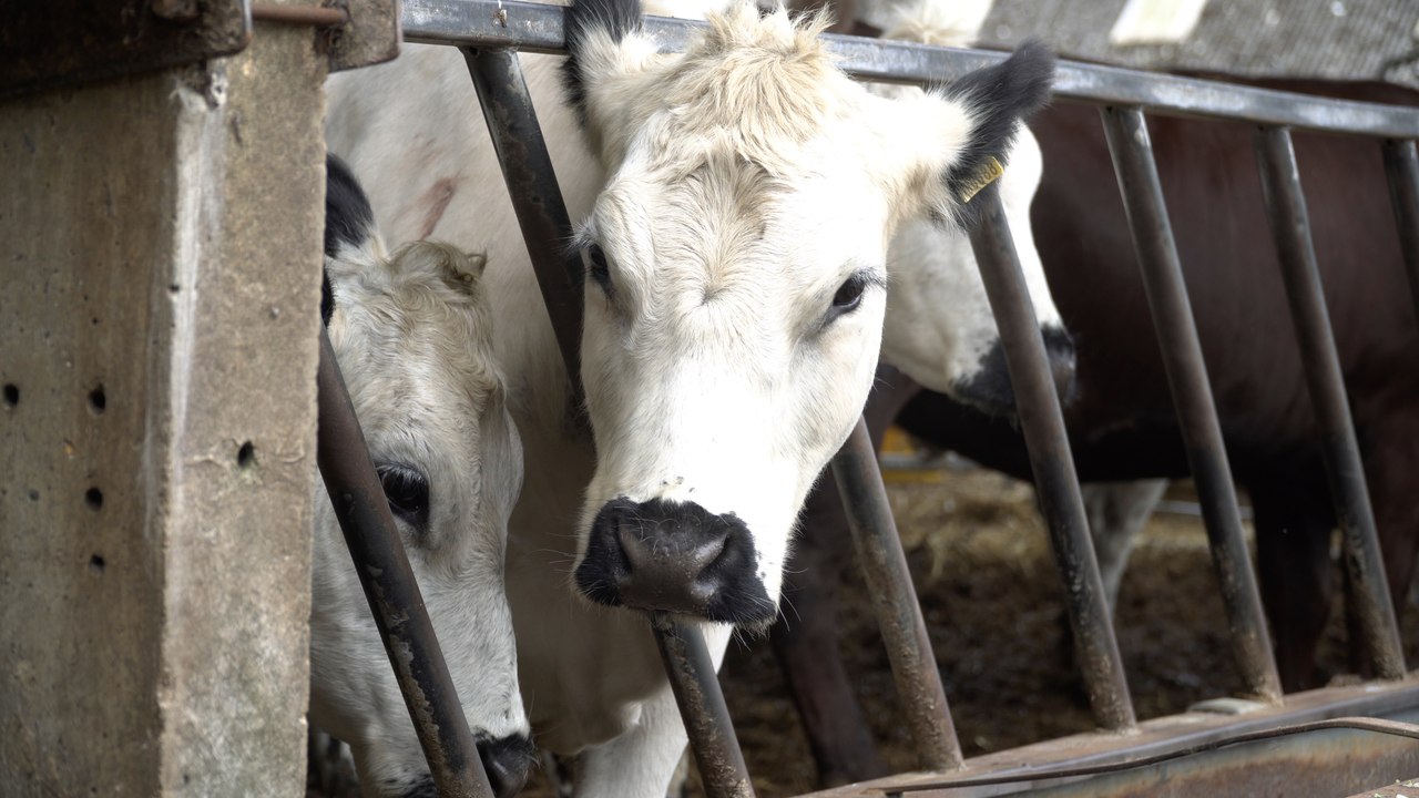 Kent farmer calling for tougher penalties as animal attacks on the rise ...