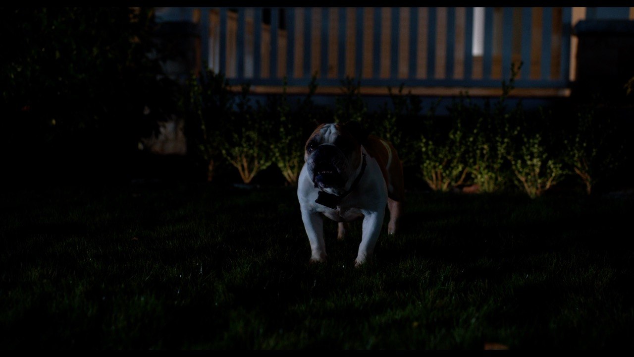 Strays Fence Scene - video Dailymotion