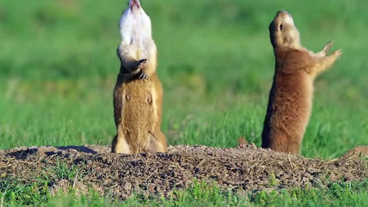 Robotic Animal Joins Kissing Prairie Dogs - video Dailymotion