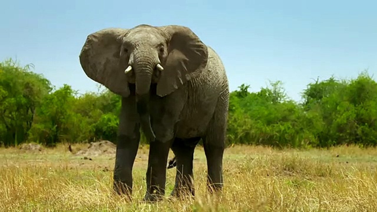 Tembo the elephant tests his strength & says goodbye to his family ...