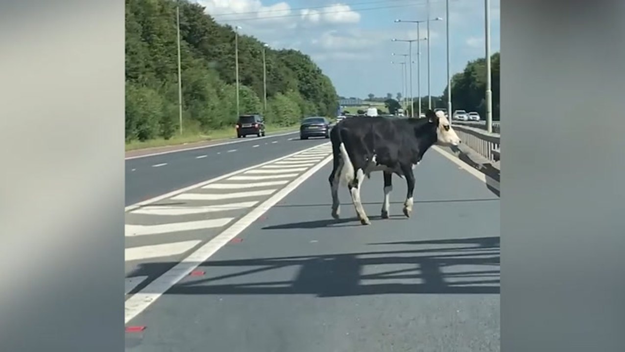Frightened cow causes chaos after escaping onto busy motorway - video ...