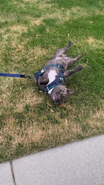 Less Of A Walk, More Of A Dragging Back Scratch - video Dailymotion