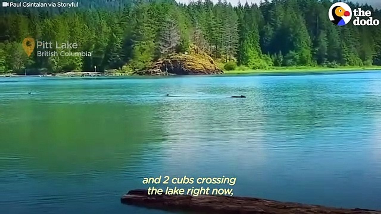 Mama Bear Helps Drowning Cubs Across Lake The Dodo - video Dailymotion