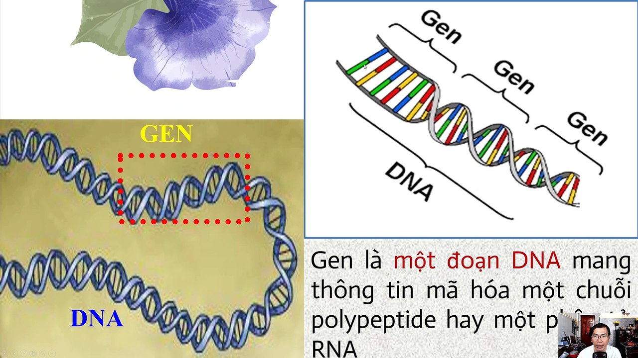 Sinh 12 - Bài 1 Gen, Mã di truyền và quá trình nhân đôi DNA - Video Dailymotion