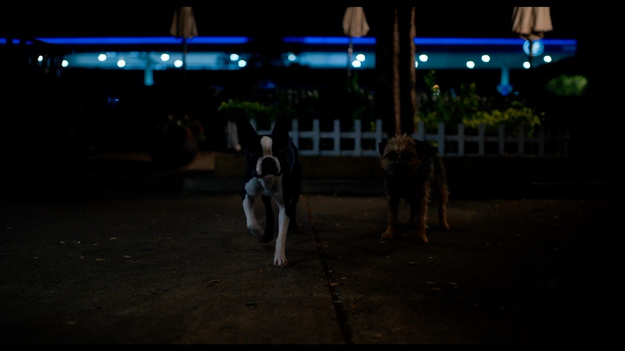 Strays Bug and Reggie Fight Scene - video Dailymotion