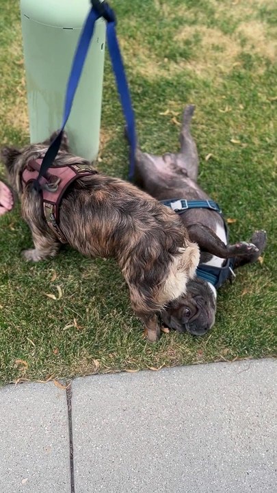 Less Of A Walk, More Of A Dragging Back Scratch - video Dailymotion