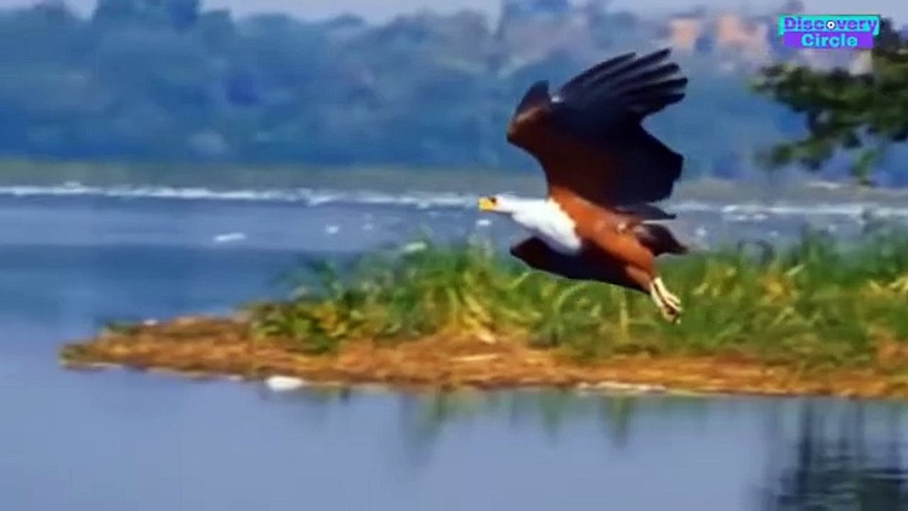 The Most Amazing Eagle Attacks Ever Caught on Camera - Harpy Eagle vs Monkey Sea Eagle vs Sea ...