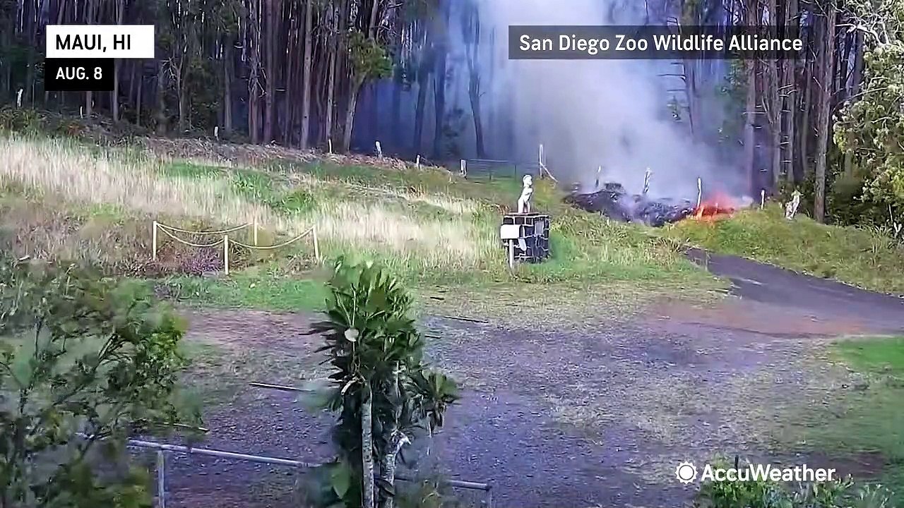 Possible downed power lines spark fires in Hawaii - video Dailymotion
