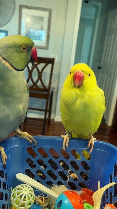 Beaker the Parrot Gets a Kiss - video Dailymotion