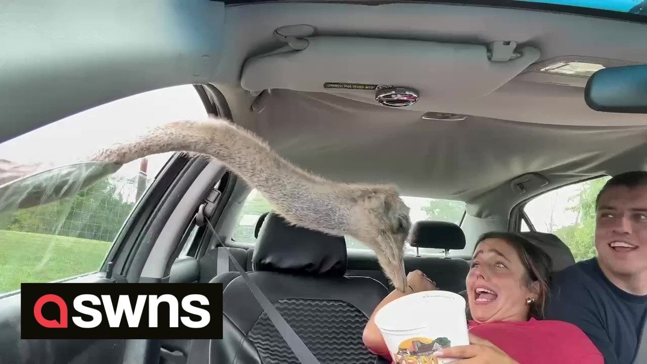 Woman freaks out as animals poke their heads through car window at ...