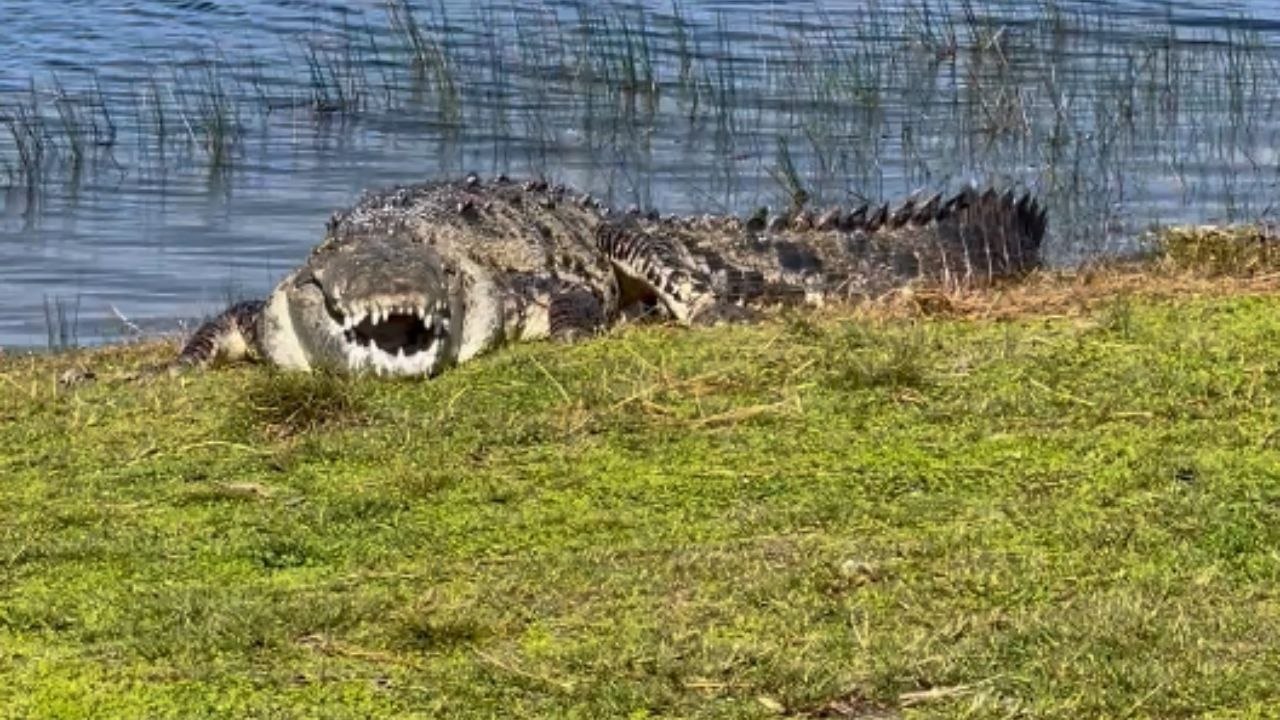 Wildlife enthusiast comes face-to-face with CROCZILLA, the 14-foot ...
