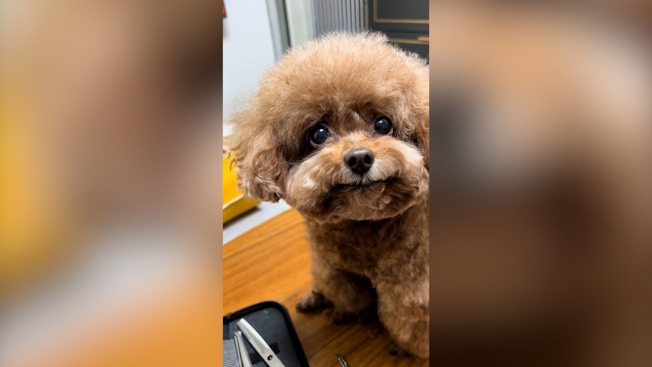 'Adorable' toy poodles who look like they're always smiling go viral on ...